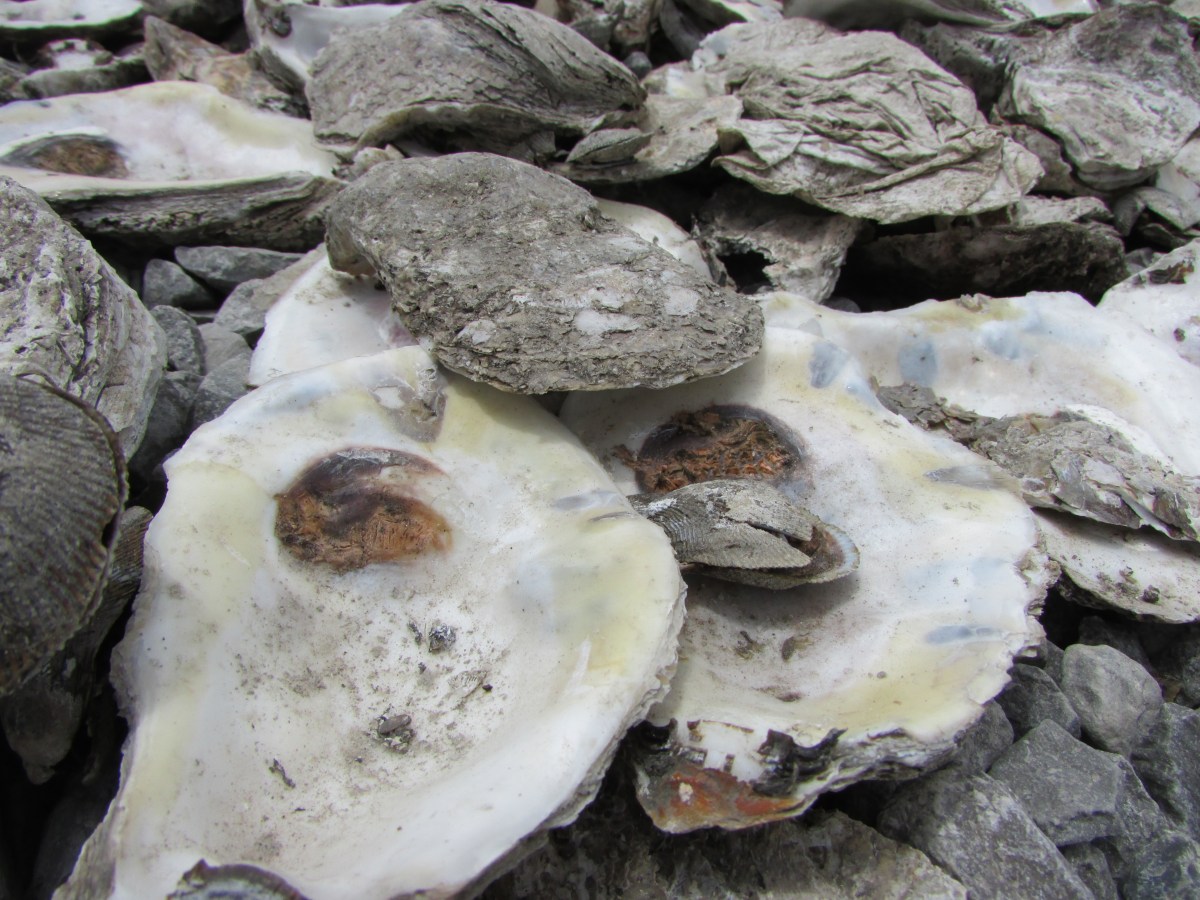 Chandeleur Sound Living Shoreline Program – Cook-off for the Coast